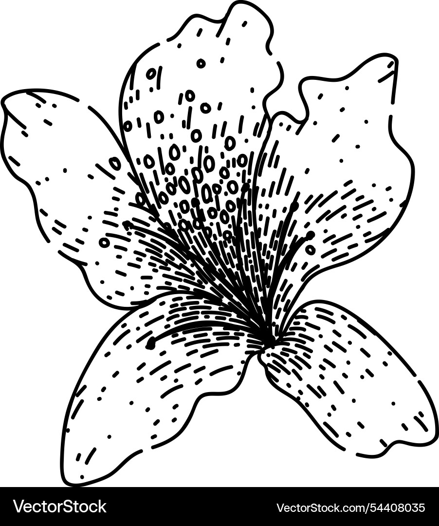 Shrub azalea sketch hand drawn Royalty Free Vector Image