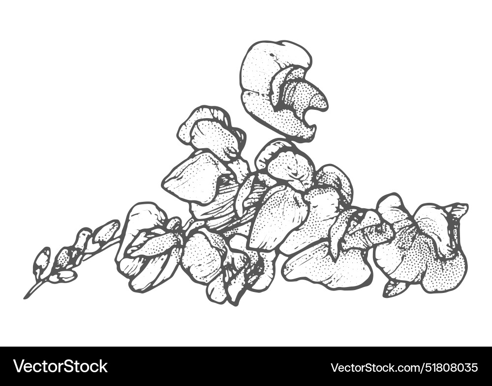 Spring flowers drawing with line-art on white Vector Image