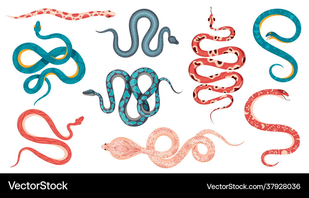 Mystic snakes boho magic poisonous snake Vector Image