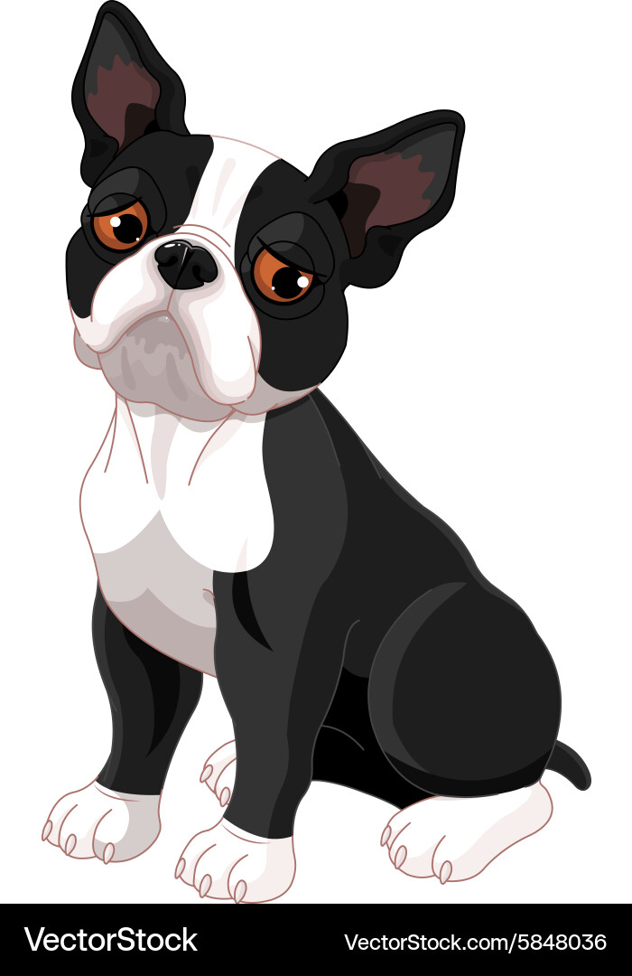 Sad boston terrier Royalty Free Vector Image - VectorStock