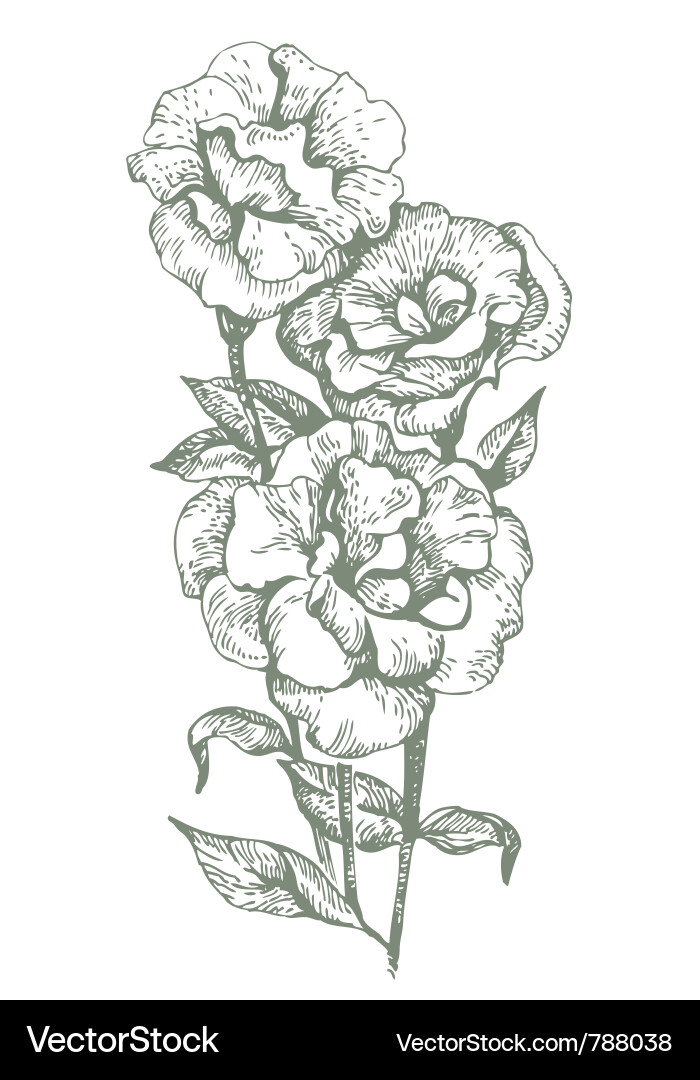 Flowers Royalty Free Vector Image - VectorStock