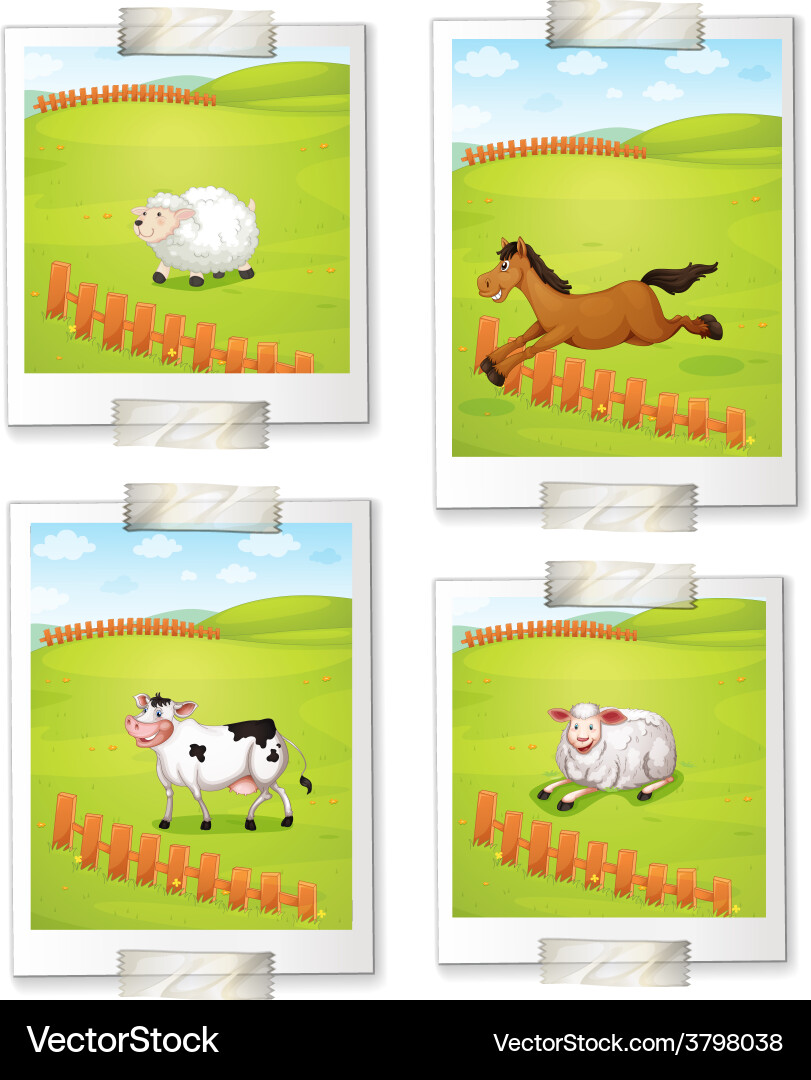 Four photos of animals Royalty Free Vector Image