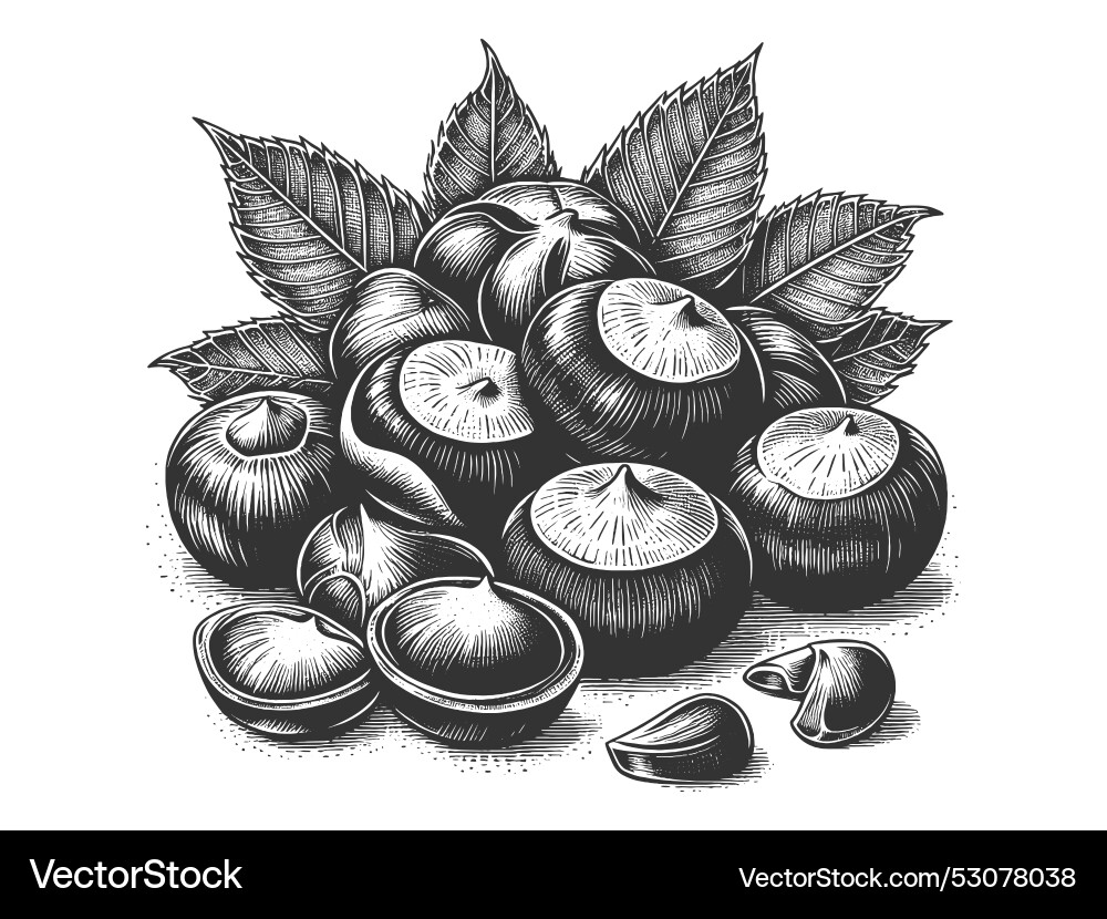 Roasted chestnuts Royalty Free Vector Image - VectorStock