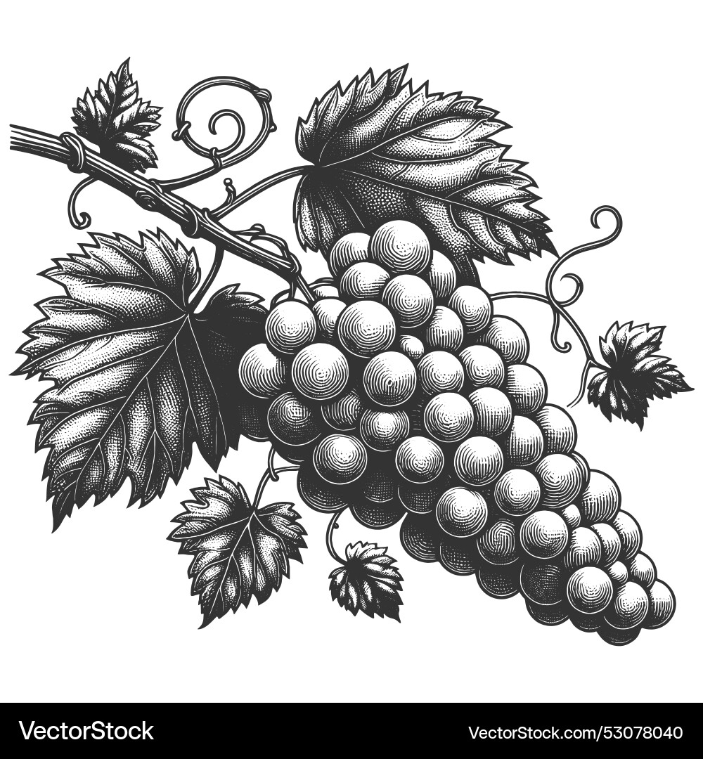 Grapes and vine leaves engraving Royalty Free Vector Image