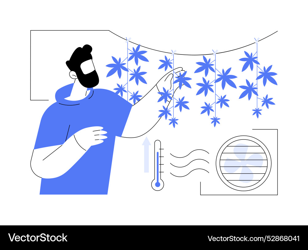 Drying cannabis leaves at home isolated cartoon Vector Image