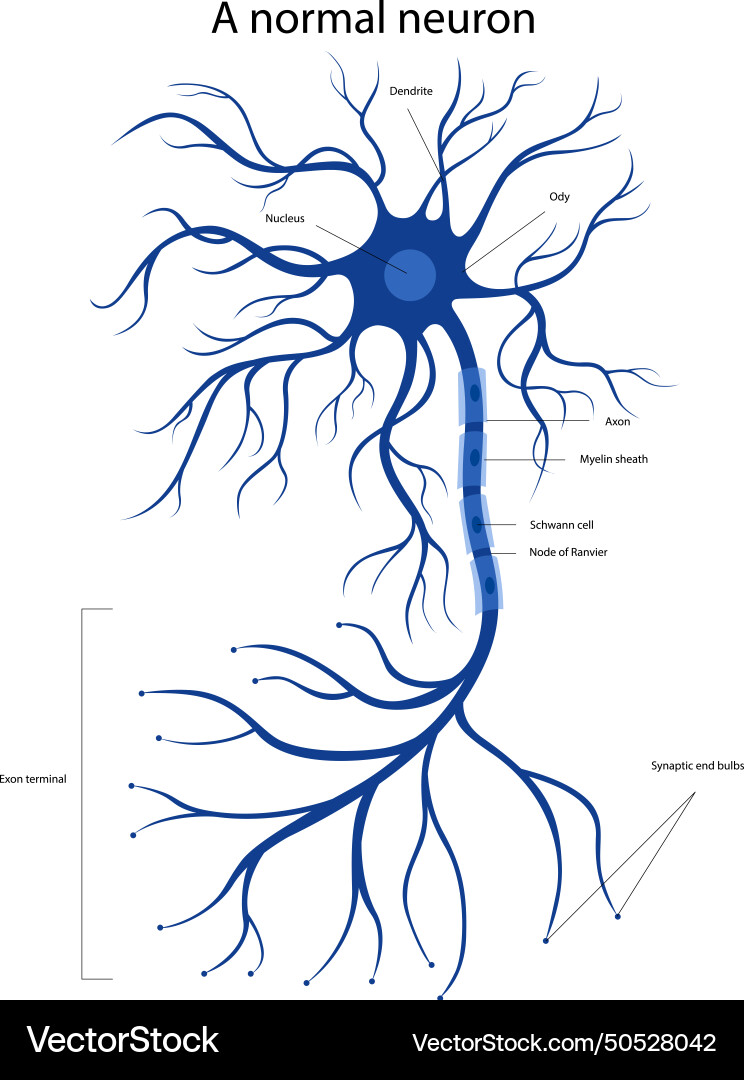A normal neuron structure Royalty Free Vector Image
