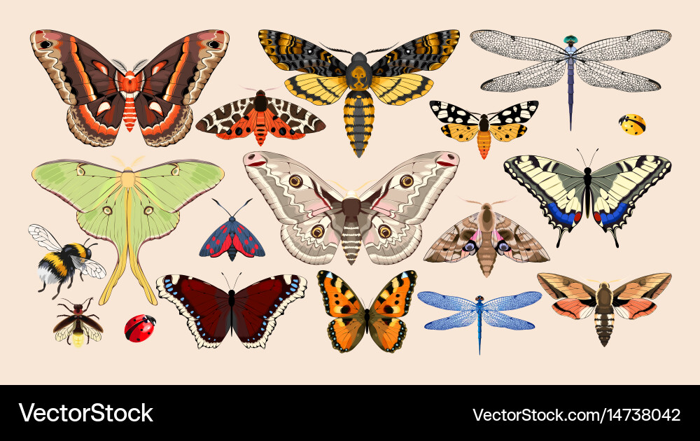 Set of insects Royalty Free Vector Image - VectorStock