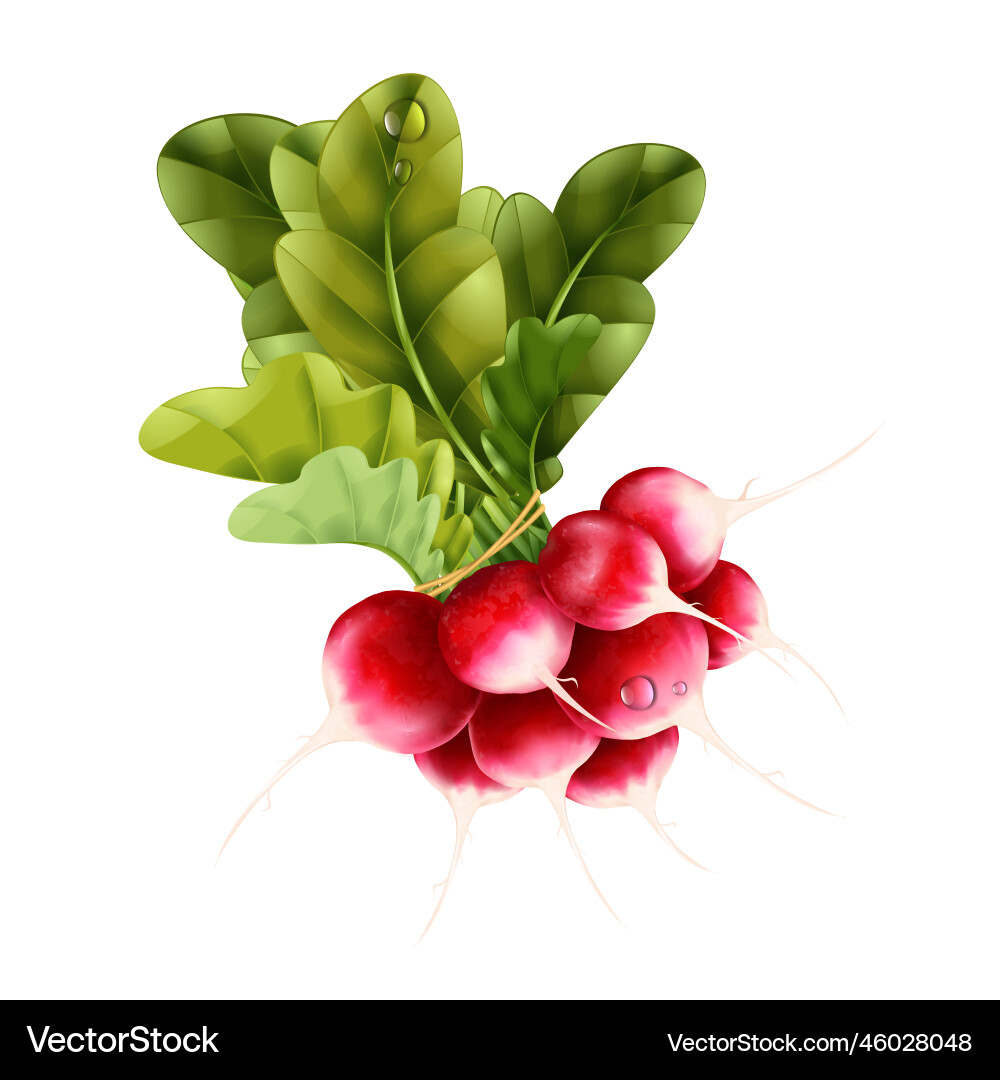 Radish realistic concept Royalty Free Vector Image
