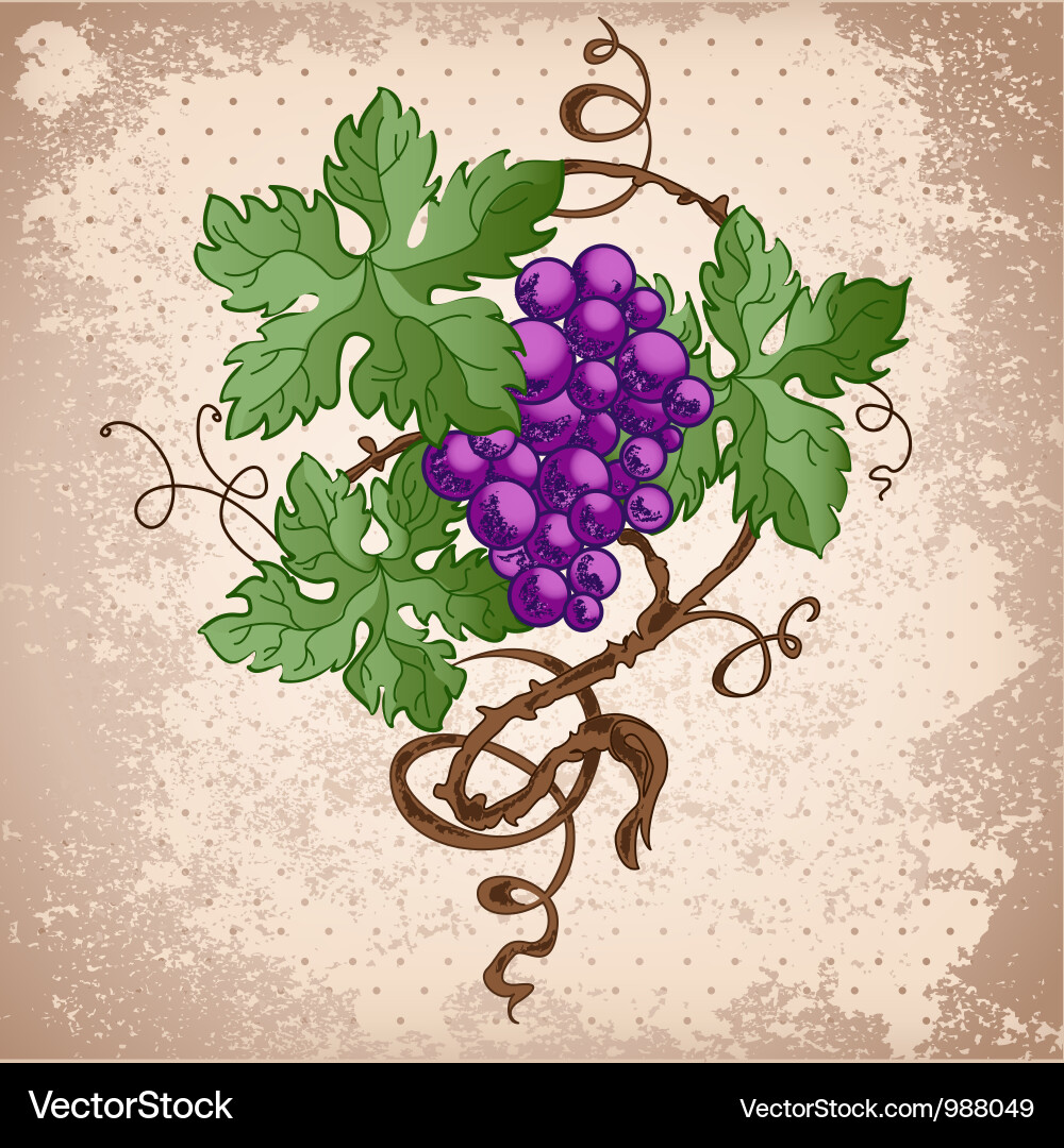 Grape Royalty Free Vector Image - VectorStock