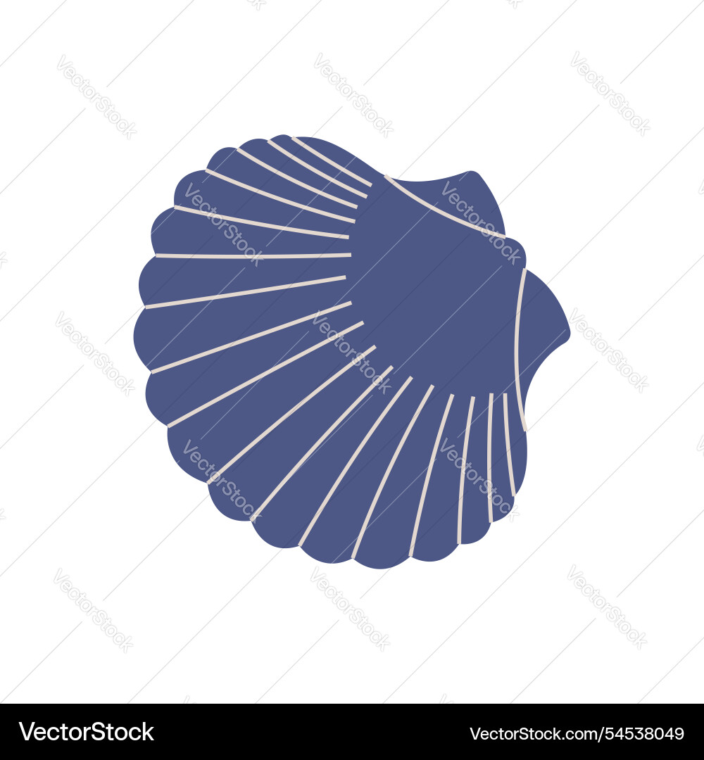 Hand drawn of scallop seashell for summer Vector Image