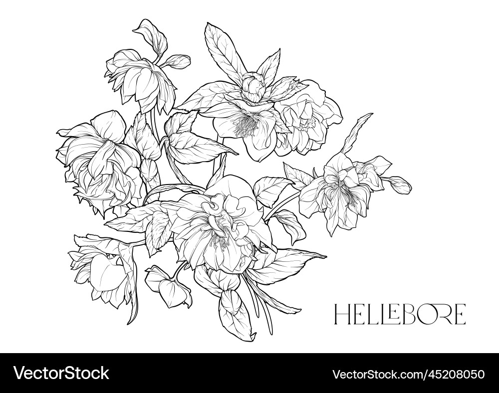Hellebore flowers the first spring flowering Vector Image