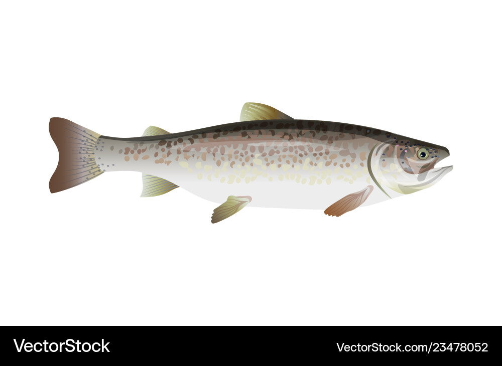 Atlantic salmon Royalty Free Vector Image - VectorStock