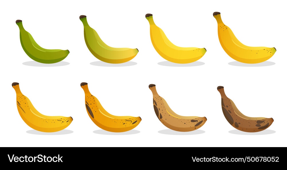 Banana ripeness stages different organic fruit Vector Image
