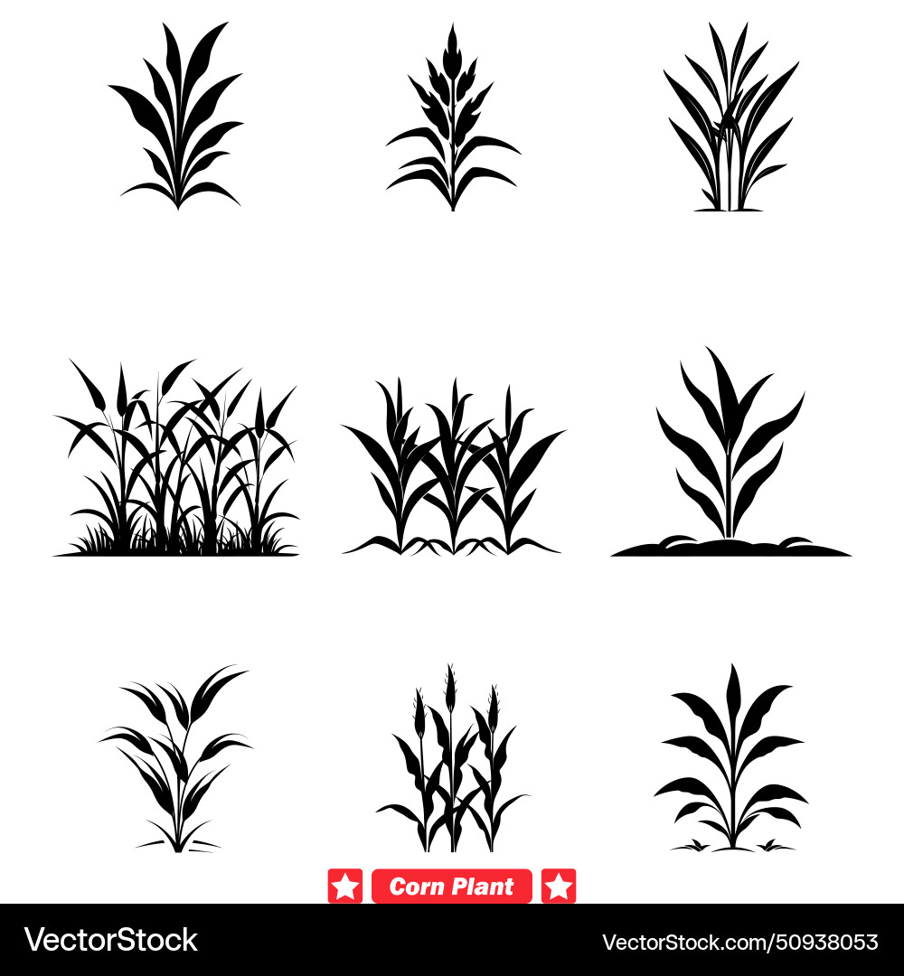 Agrarian beauty exquisite corn plant bundle Vector Image