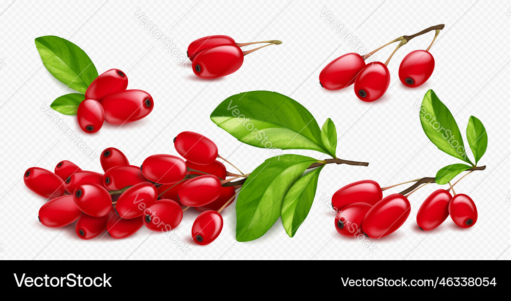 Barberry fresh wild forest red berries Royalty Free Vector