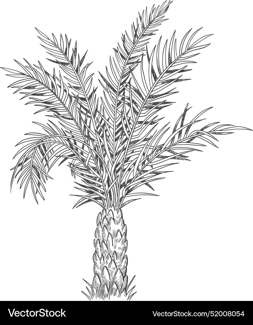 Hand drawn tropical palm tree of hawaii Royalty Free Vector
