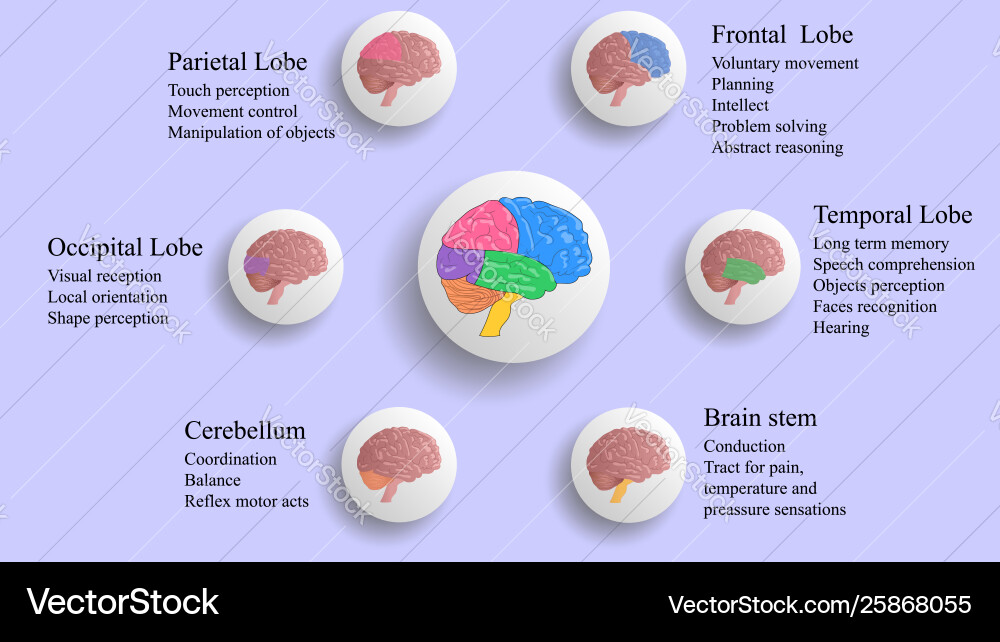 Brain lobes Royalty Free Vector Image - VectorStock