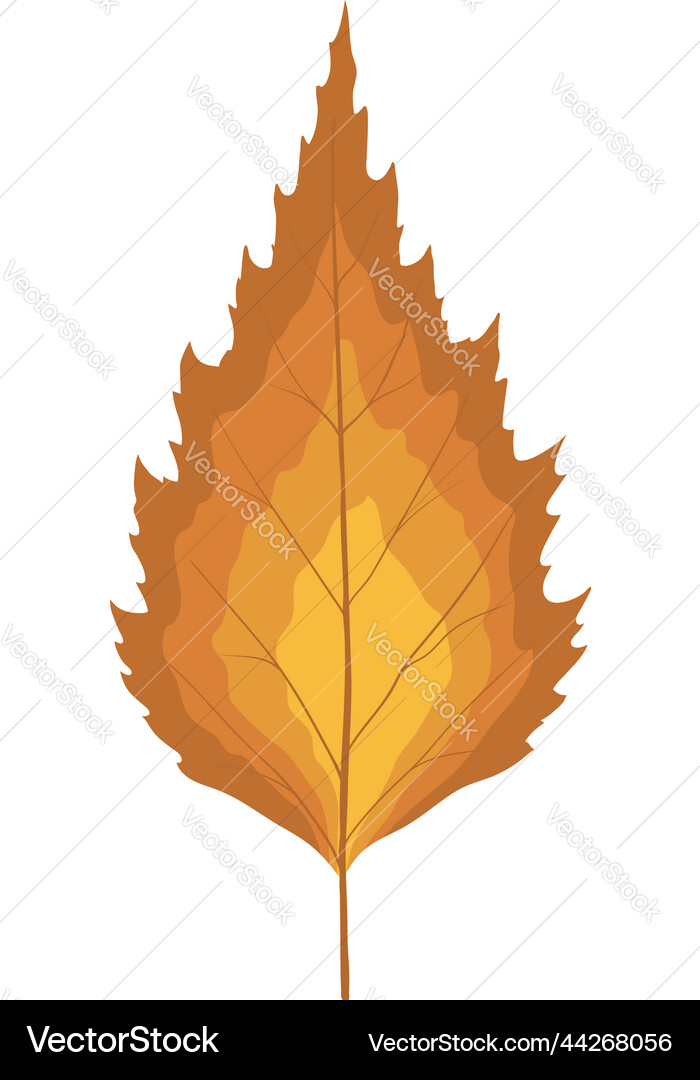 Birch tree leaf Royalty Free Vector Image - VectorStock
