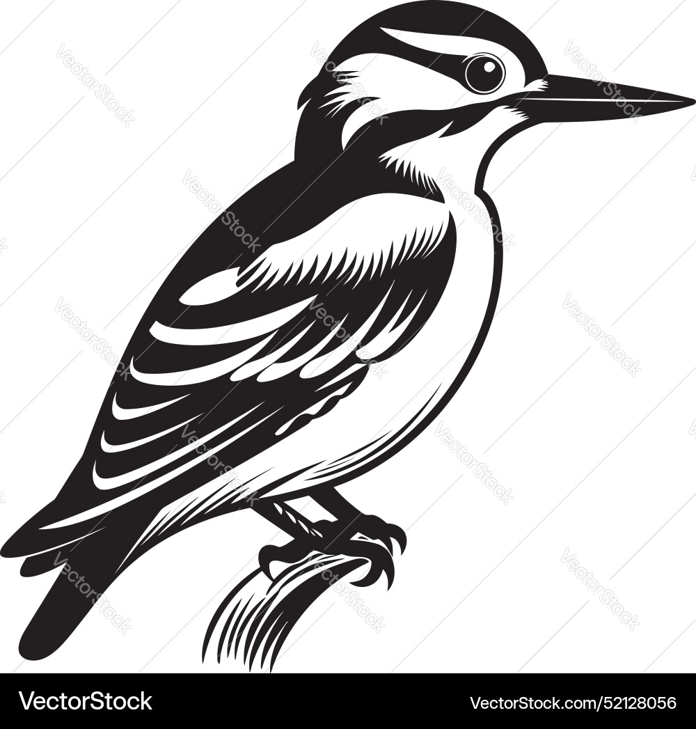 Pulsating plumage woodpecker symbol design talon Vector Image
