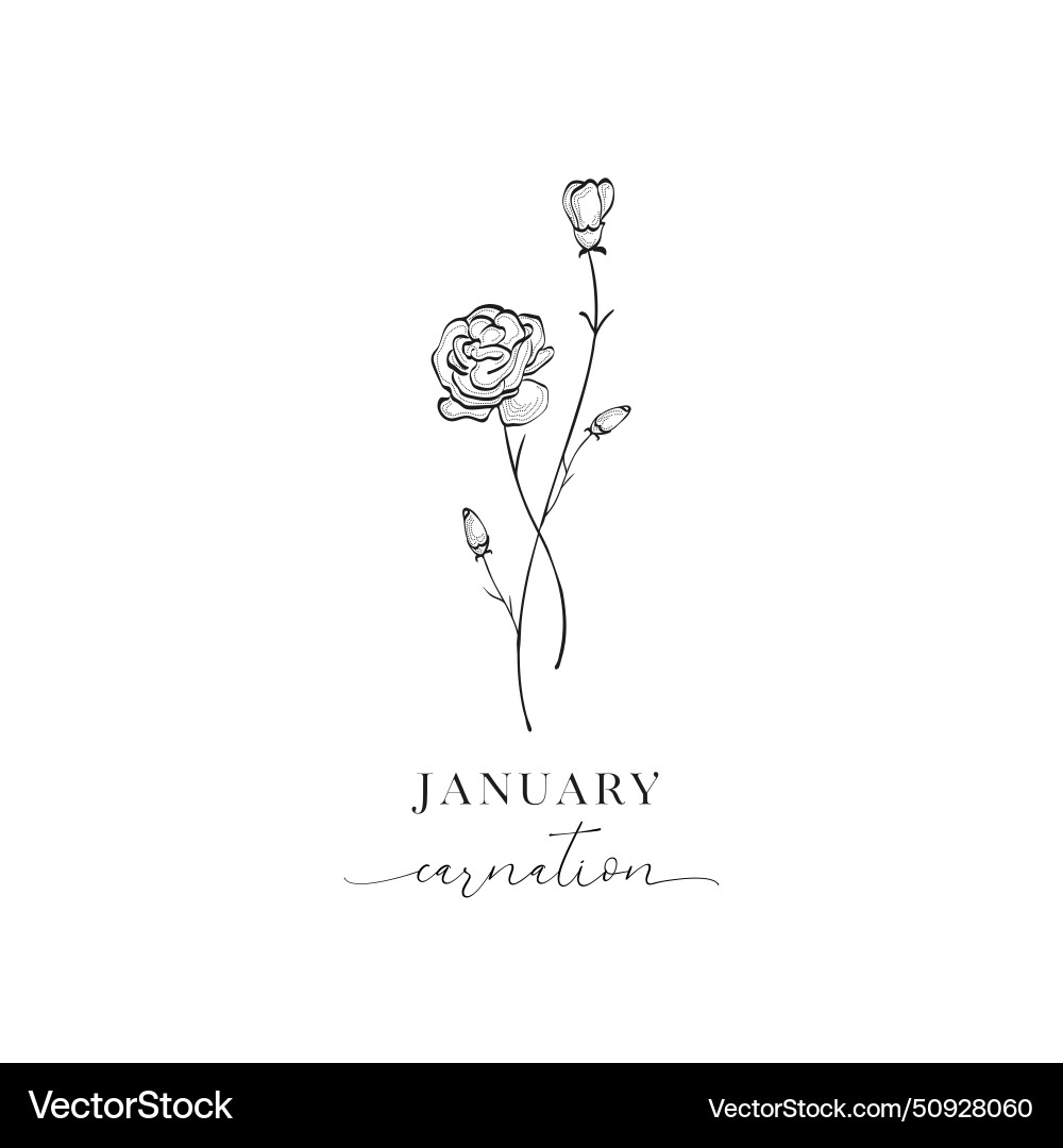Carnation january hand drawn birth flowers Vector Image