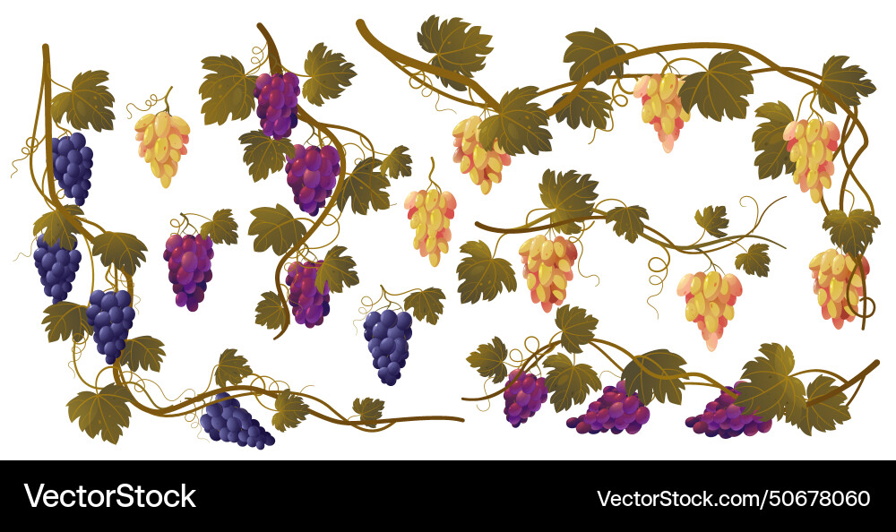 Grape vine cartoon bunches and leaves Royalty Free Vector