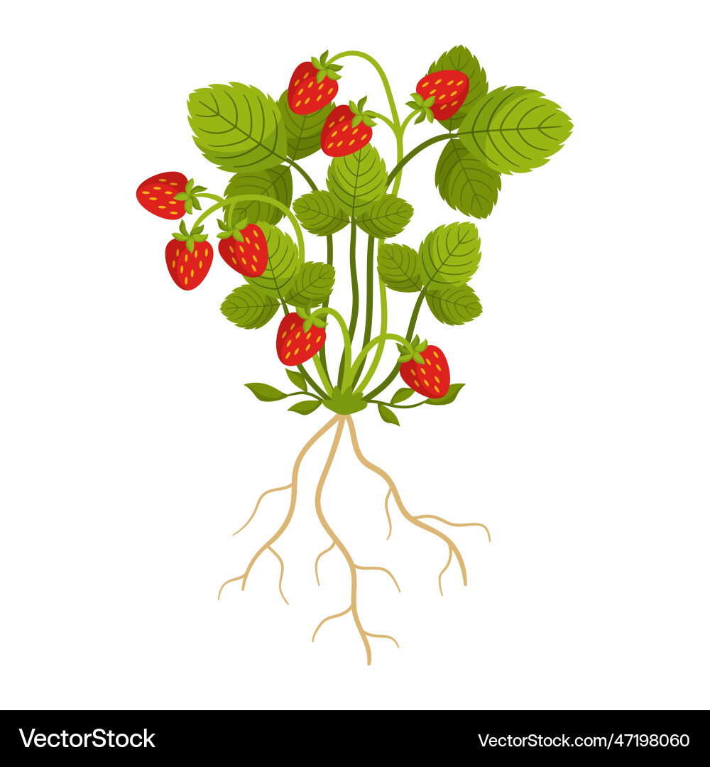 Pick Strawberry Vector Images (over 240)