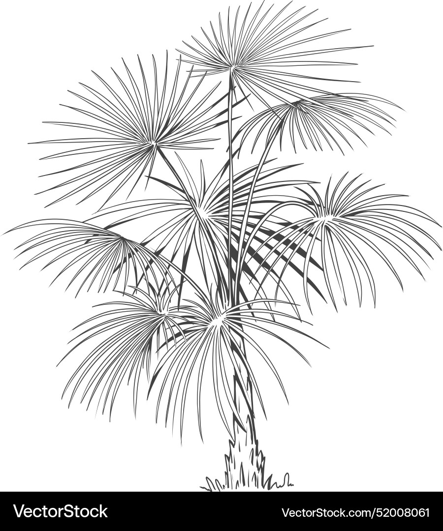 Hand drawn tropical palm tree of hawaii Royalty Free Vector
