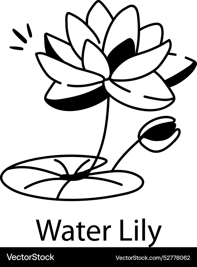Water lily Royalty Free Vector Image - VectorStock