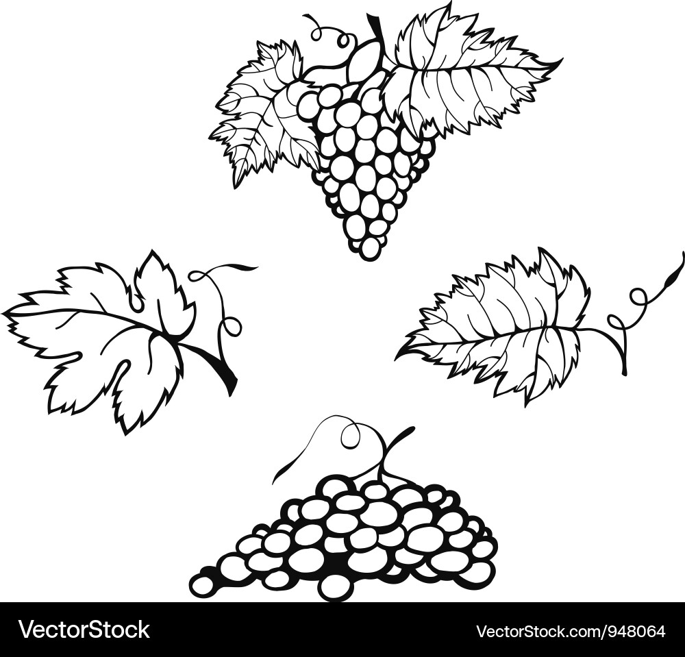 Grape Royalty Free Vector Image - VectorStock
