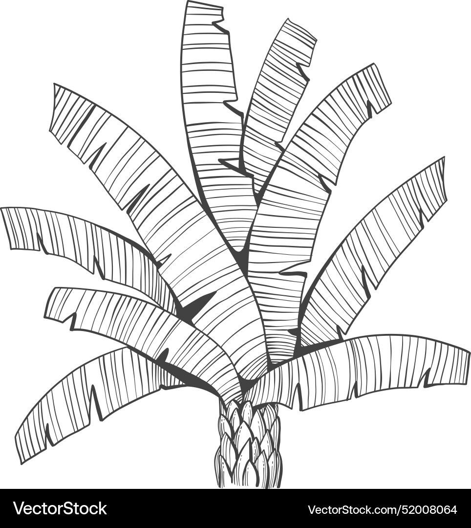 Hand drawn tropical palm tree of hawaii Royalty Free Vector