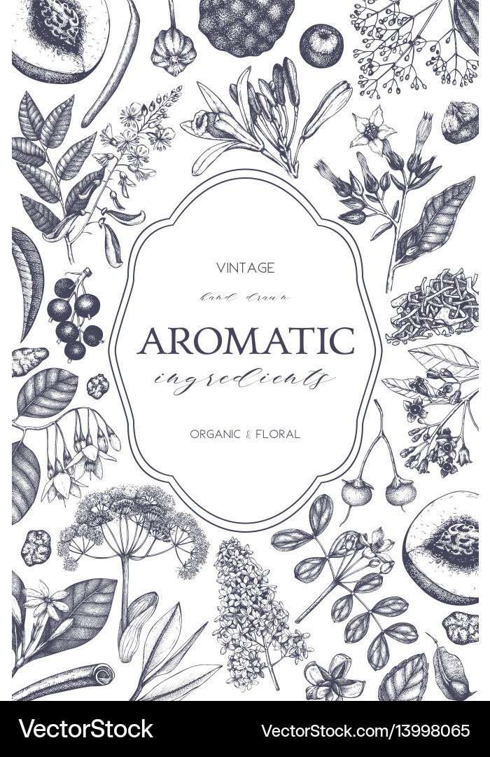 Aromatic and medicinal plant design Royalty Free Vector