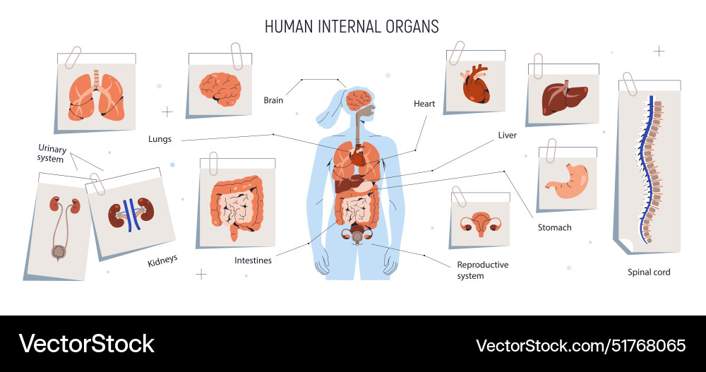 Body chart human internal organs anatomy Vector Image