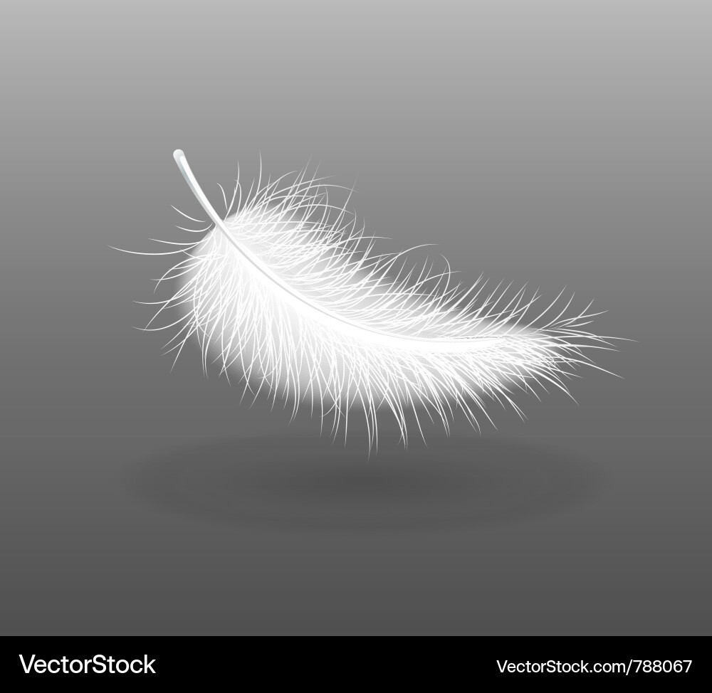 Downy Vector Images (over 820)