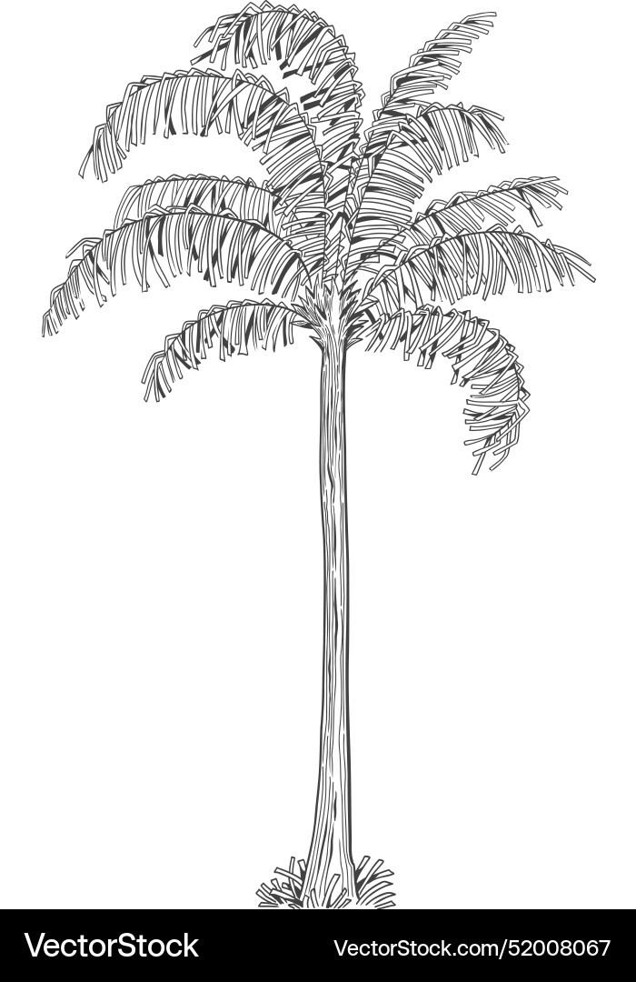 Hand drawn tropical palm tree of hawaii Royalty Free Vector