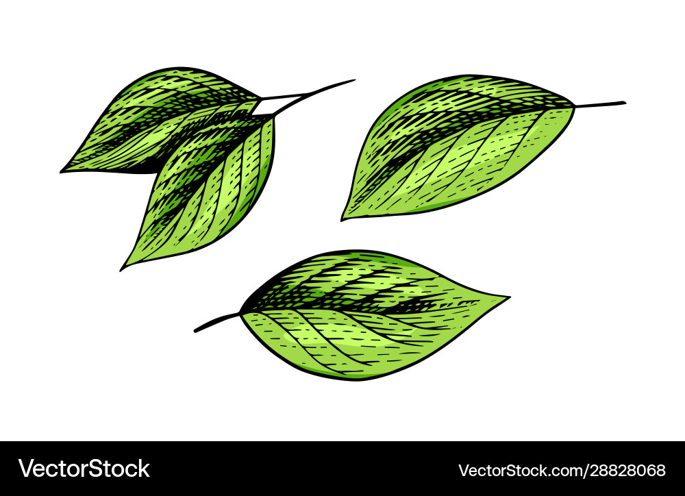 Black pepper leaves herbs and spices allspice Vector Image