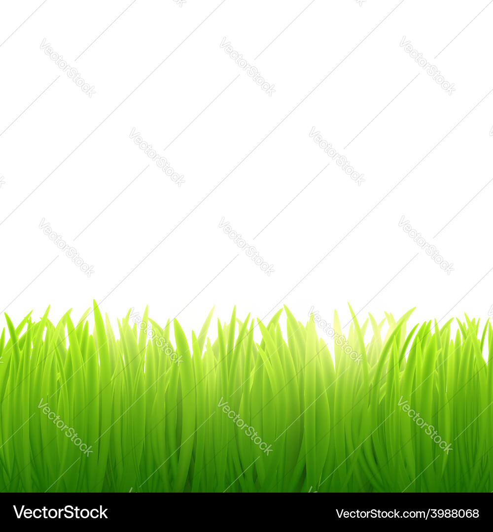 Natural background of grass on white Royalty Free Vector