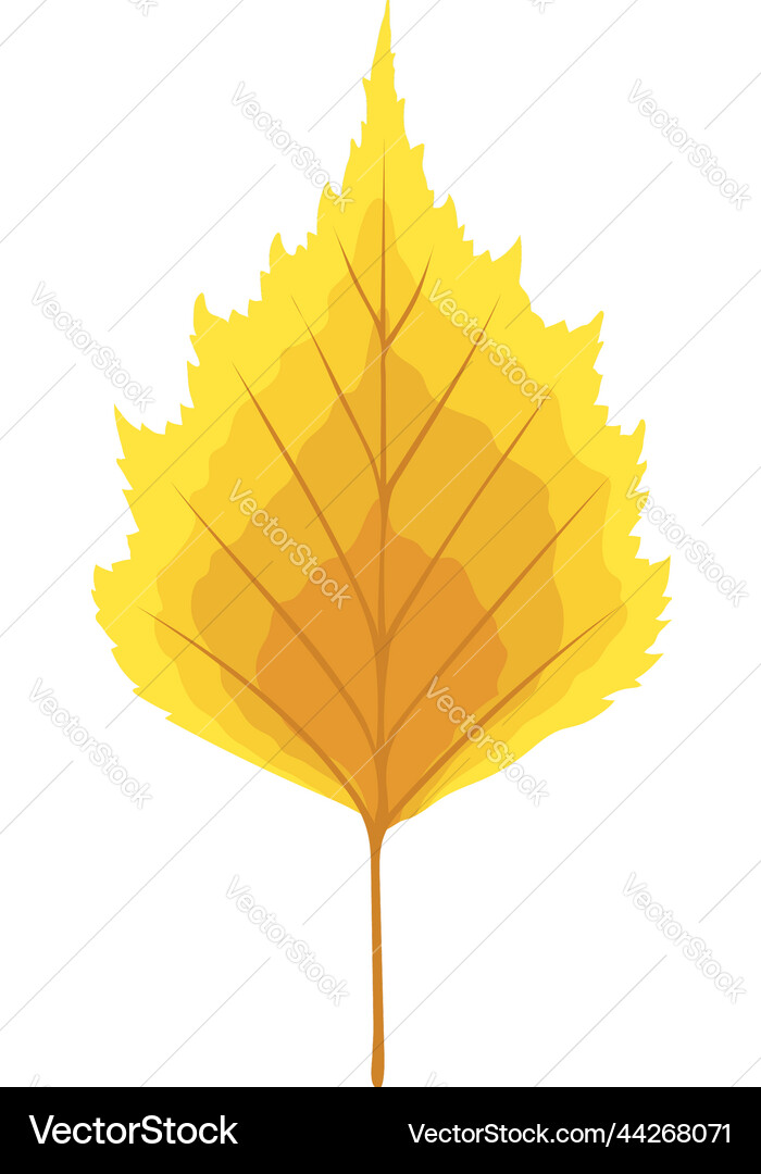 Birch tree leaf Royalty Free Vector Image - VectorStock