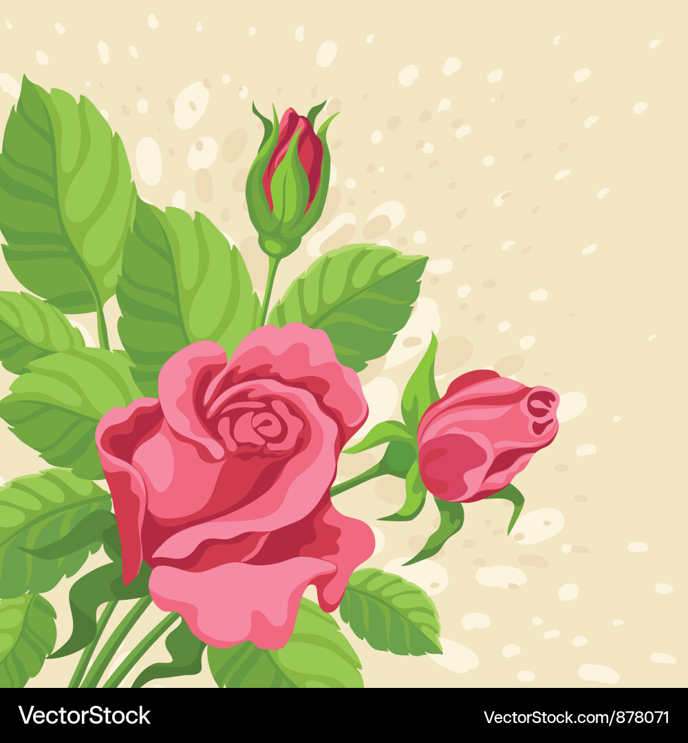Roses background Royalty Free Vector Image - VectorStock