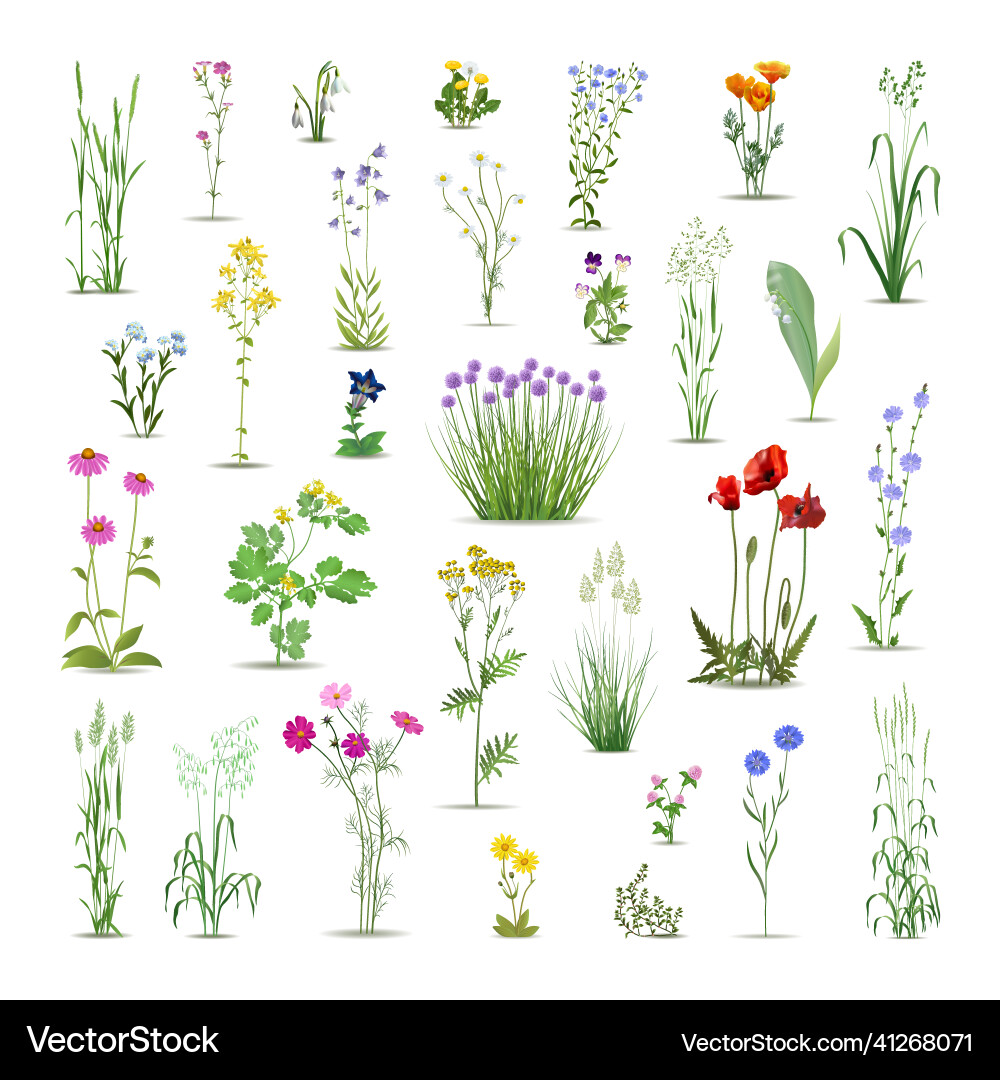 Set of wildflowers and plants Royalty Free Vector Image