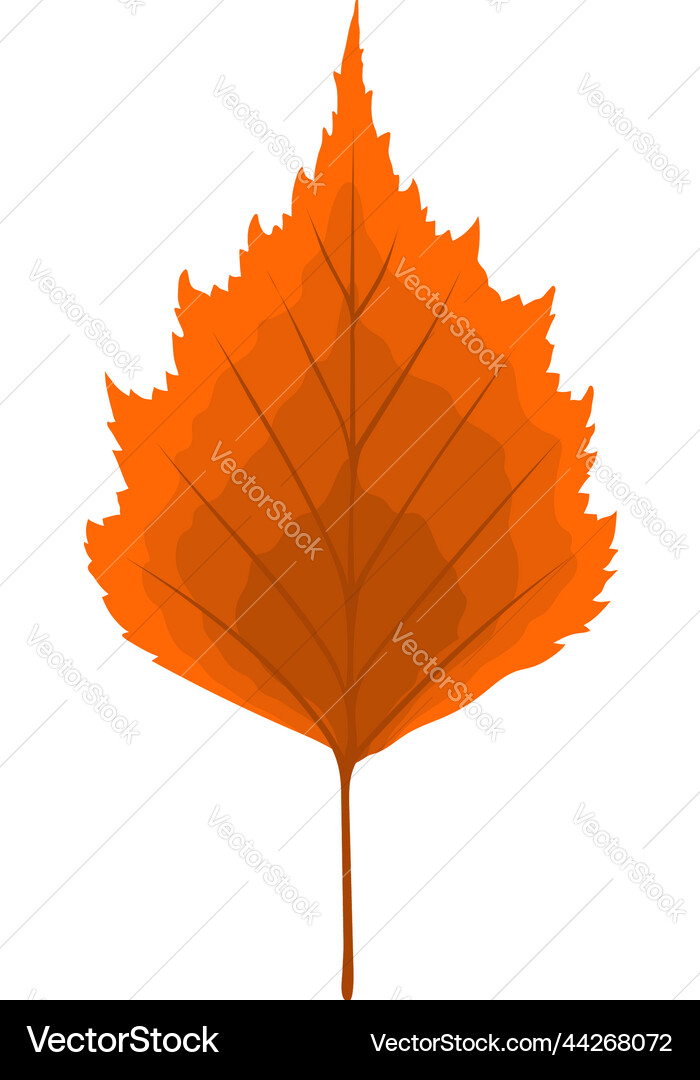 Birch tree leaf Royalty Free Vector Image - VectorStock