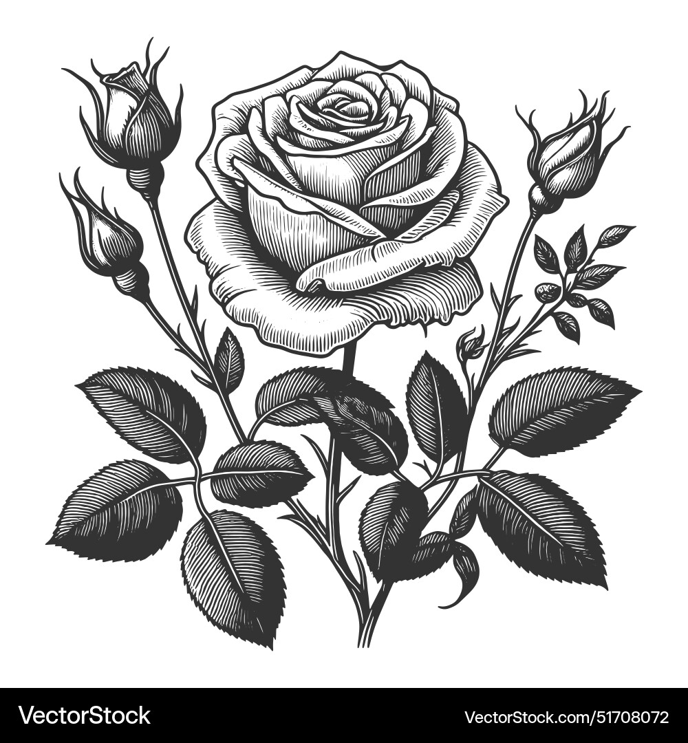 Rose engraving sketch Royalty Free Vector Image