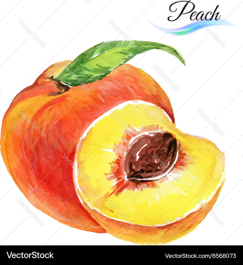 Watercolor peach Royalty Free Vector Image - VectorStock