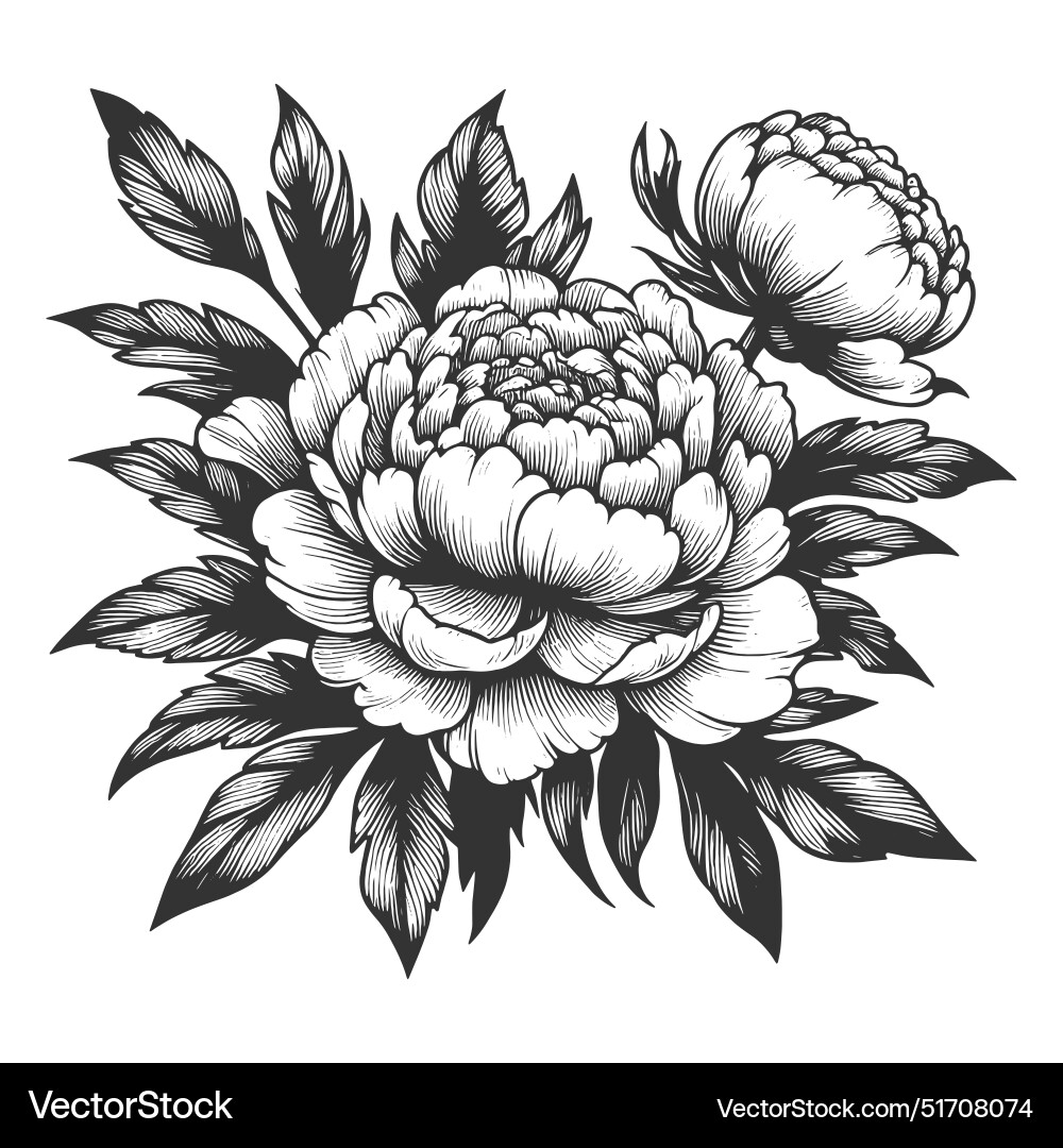 Peony flower engraving sketch Royalty Free Vector Image