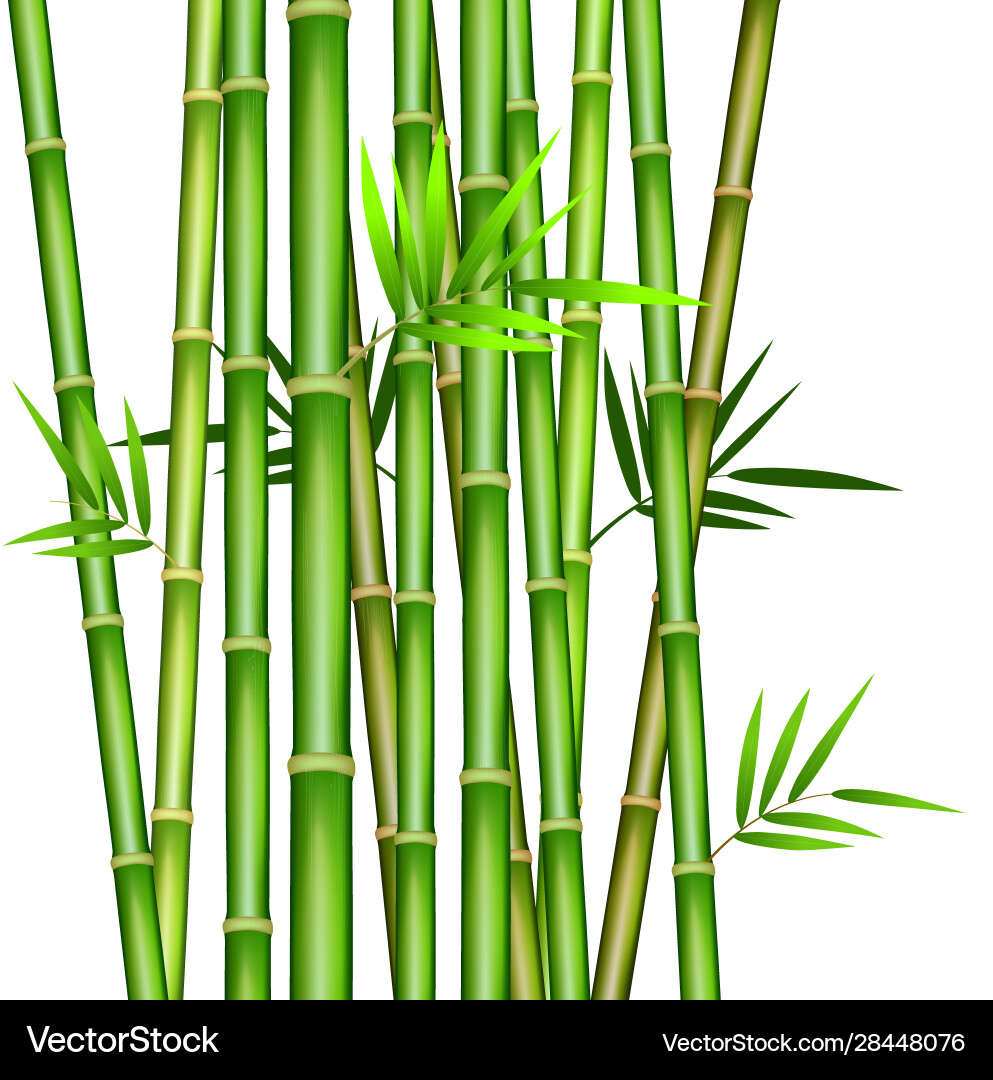 Bamboo3 Royalty Free Vector Image - VectorStock
