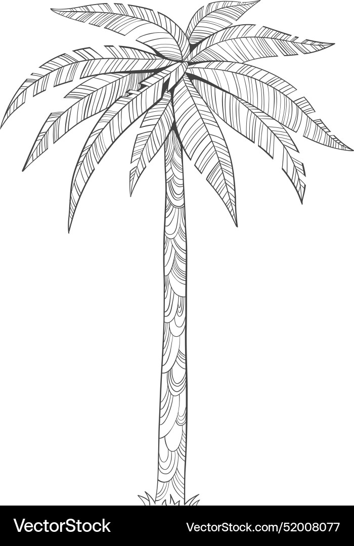 Hand drawn tropical palm tree of hawaii Royalty Free Vector