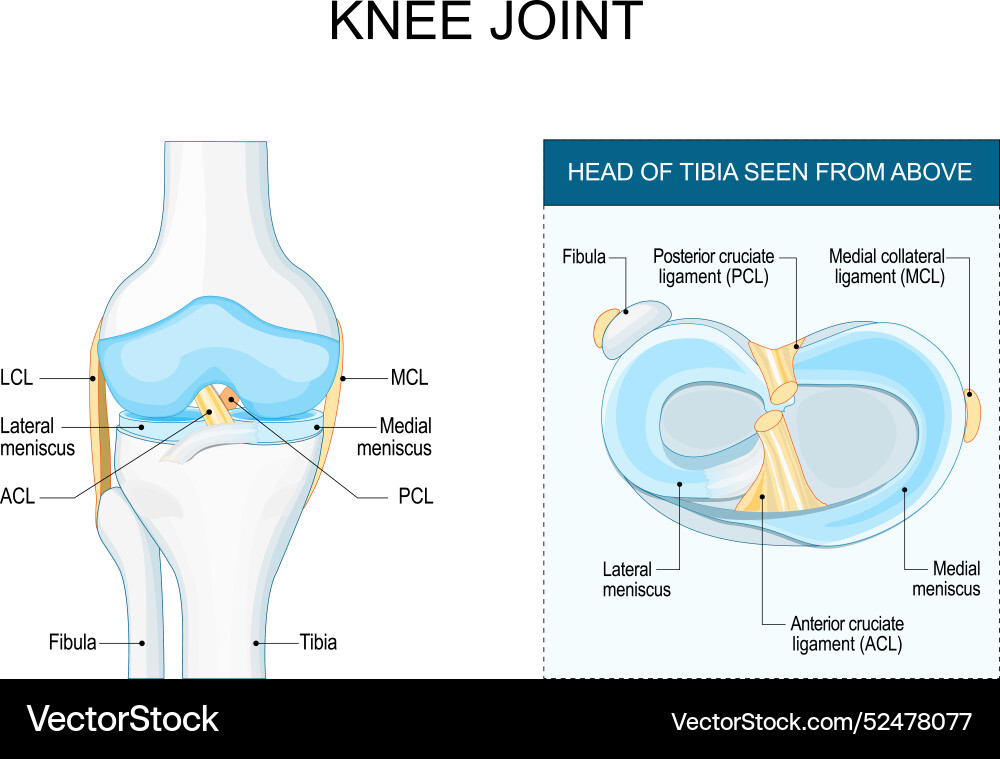 Knee joint anatomy meniscus and ligaments Vector Image