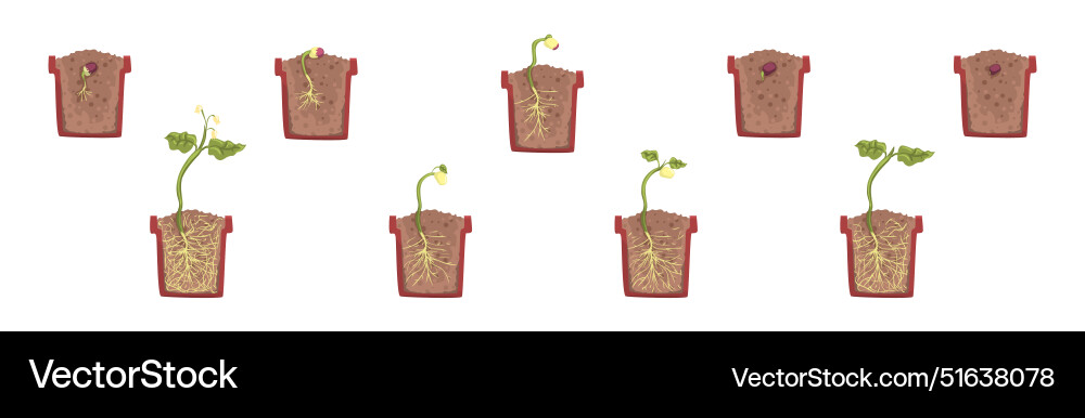 Germination seed in flower pot cross section with Vector Image