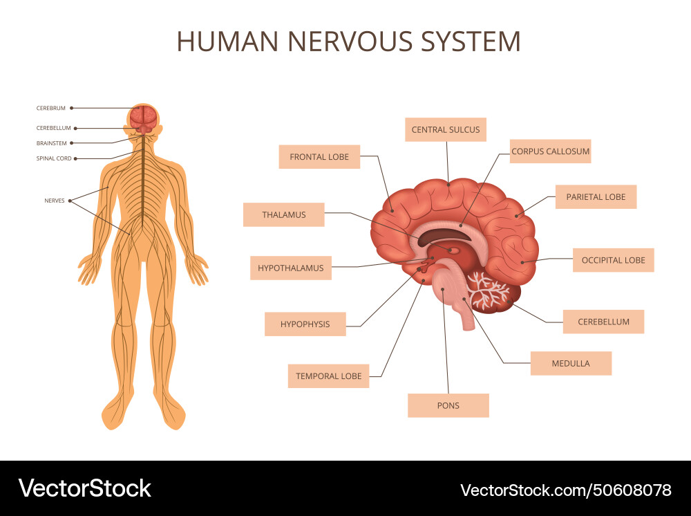 Human body organ systems infographic Royalty Free Vector
