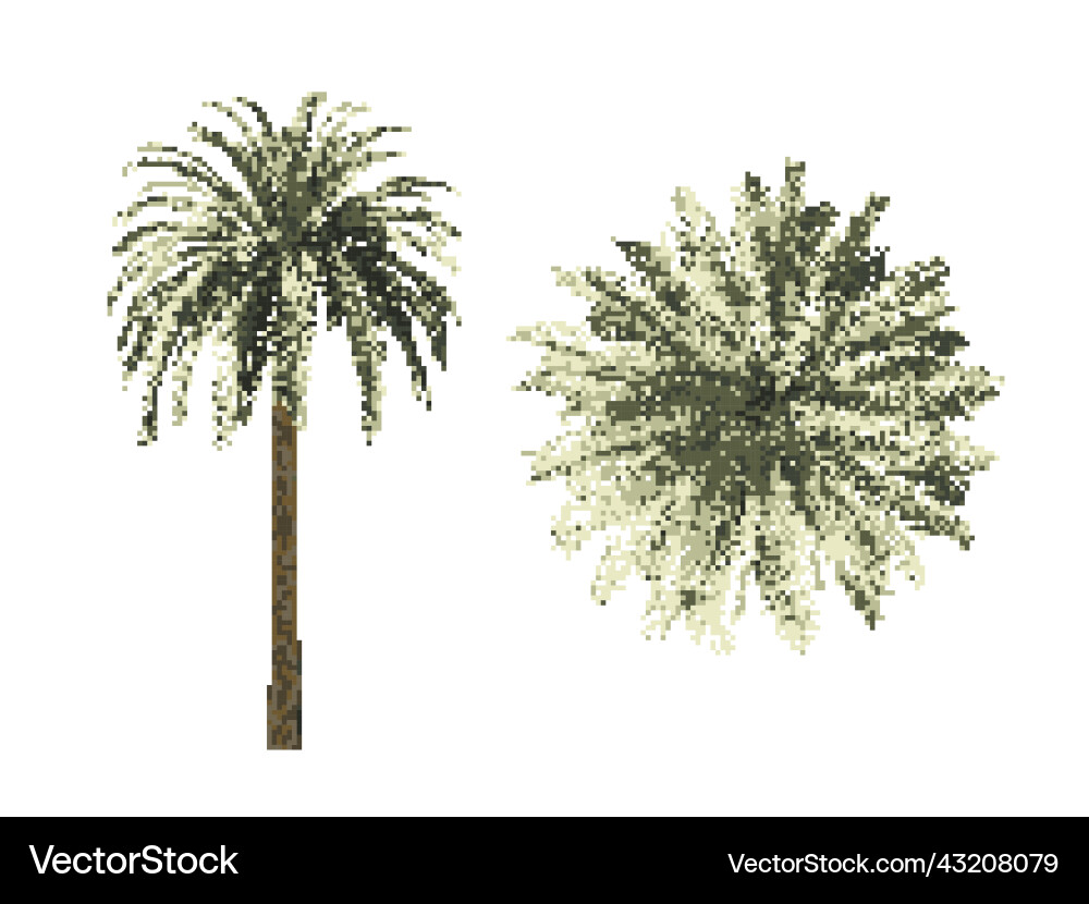 Pixelated palm phoenix tree pixel art isolated Vector Image