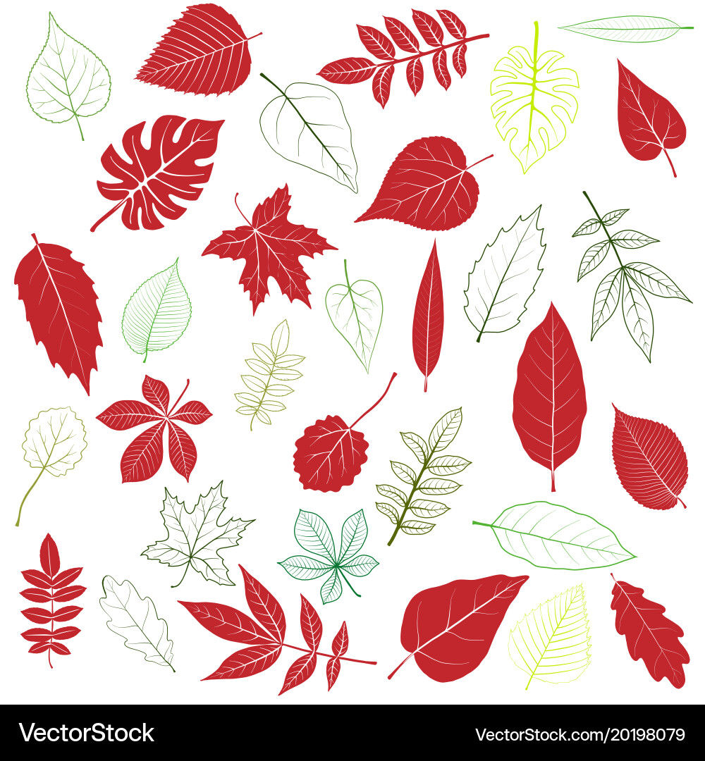 Set of tree leaves Royalty Free Vector Image - VectorStock